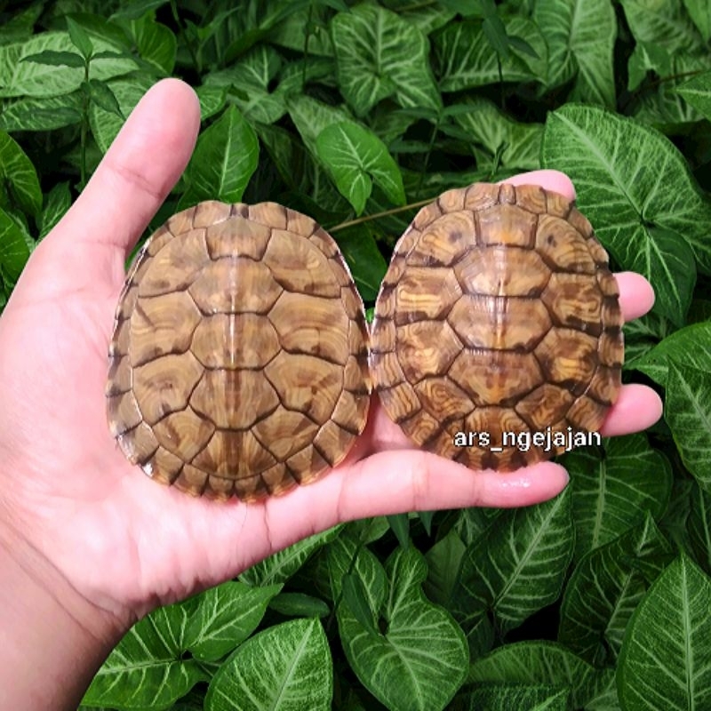 Jual Kura Kura Brazil Medium Res/Brazil | Shopee Indonesia