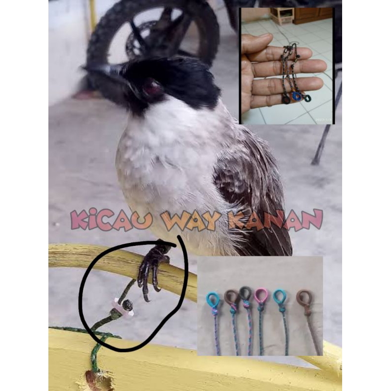 Jual TALI BURUNG KUTILANG BRONGSONG PIKAT BURUNG KUTILANG TALI BURUNG ... Jual TALI BURUNG KUTILANG BRONGSONG PIKAT BURUNG KUTILANG TALI BURUNG ...