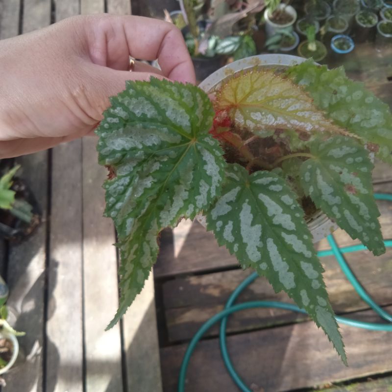 Jual begonia isi 5 jenis begonia | Shopee Indonesia