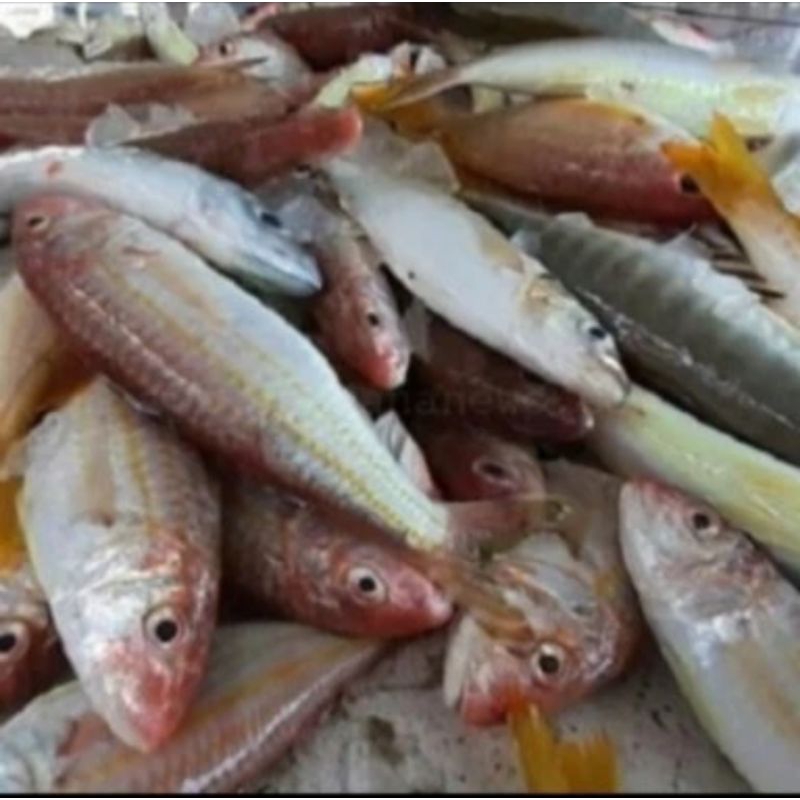 Jual IKAN TERISI / KURISI FRESH Berkualitas GRADE A - 1Kg / IKAN SEGAR ...
