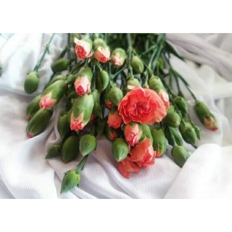 Jual Bunga Carnation | Anyelir | Bunga Segar | 20 tangkai | Shopee ...