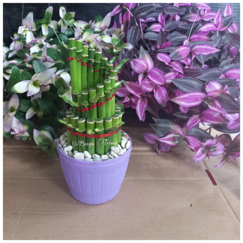 Jual BAMBU HOKI / BAMBU REJEKI / BAMBU LUCKY / BAMBU KEBERUNTUNGAN ...