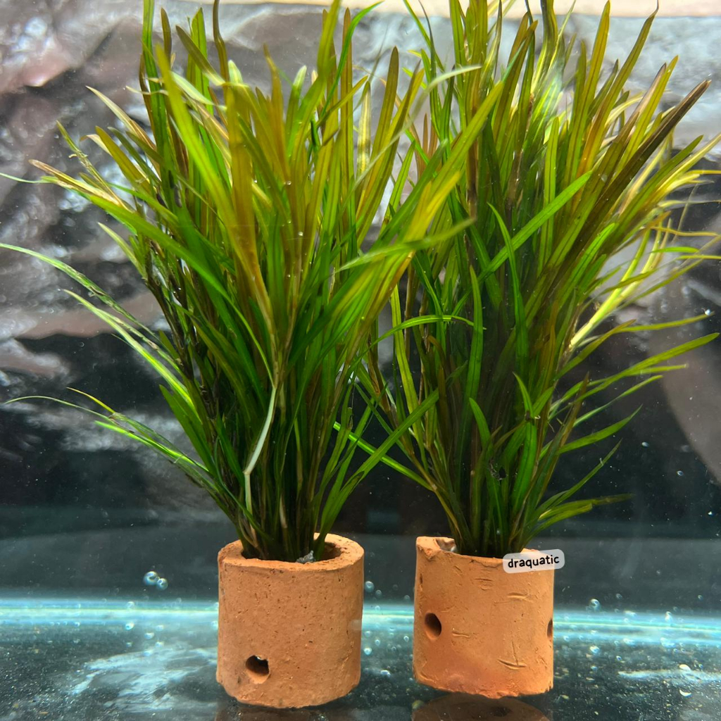 Jual potamogeton gayi aquascape tanaman hias aquarium | Shopee Indonesia