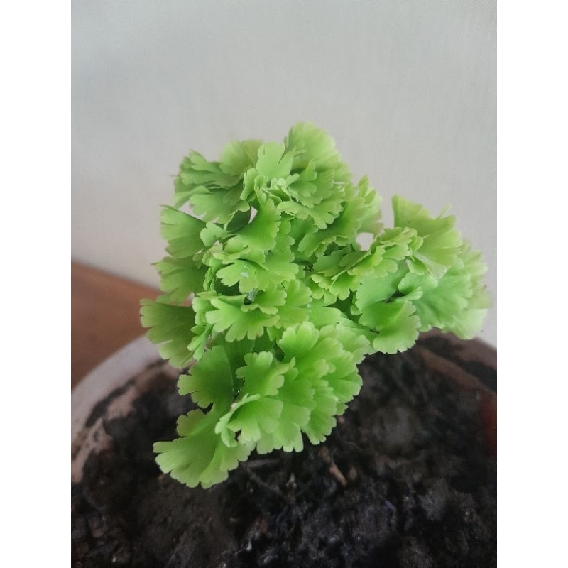 Jual suplir lady genewa pesanan kak rara | Shopee Indonesia