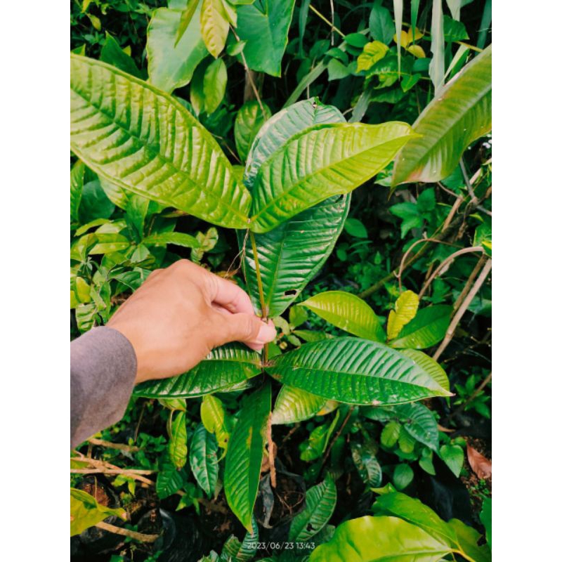 Jual bibit pohon kupa gowok - buah gowok tanaman unik langka | Shopee ...