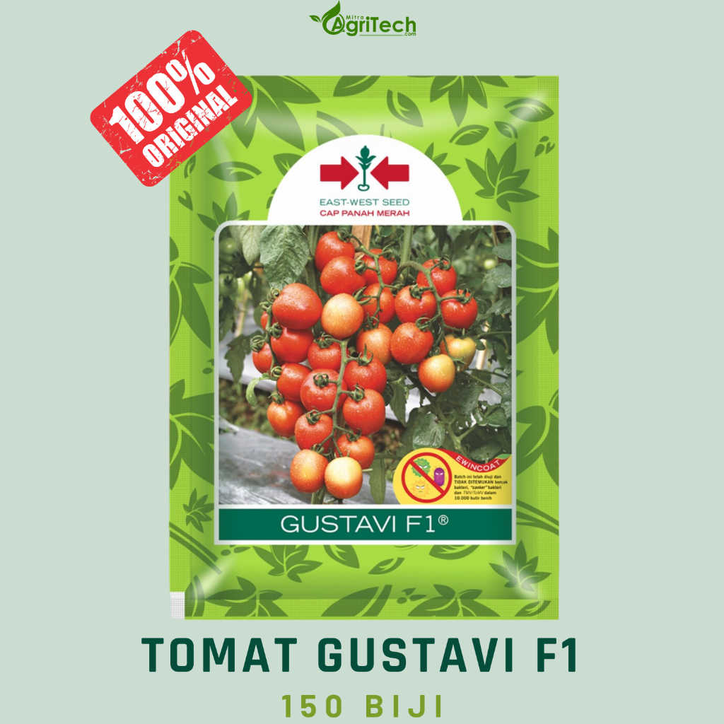 Jual BENIH BIBIT TOMAT GUSTAVI F1 ISI 150 BIJI TOMAT HIBRIDA - PANAH ...