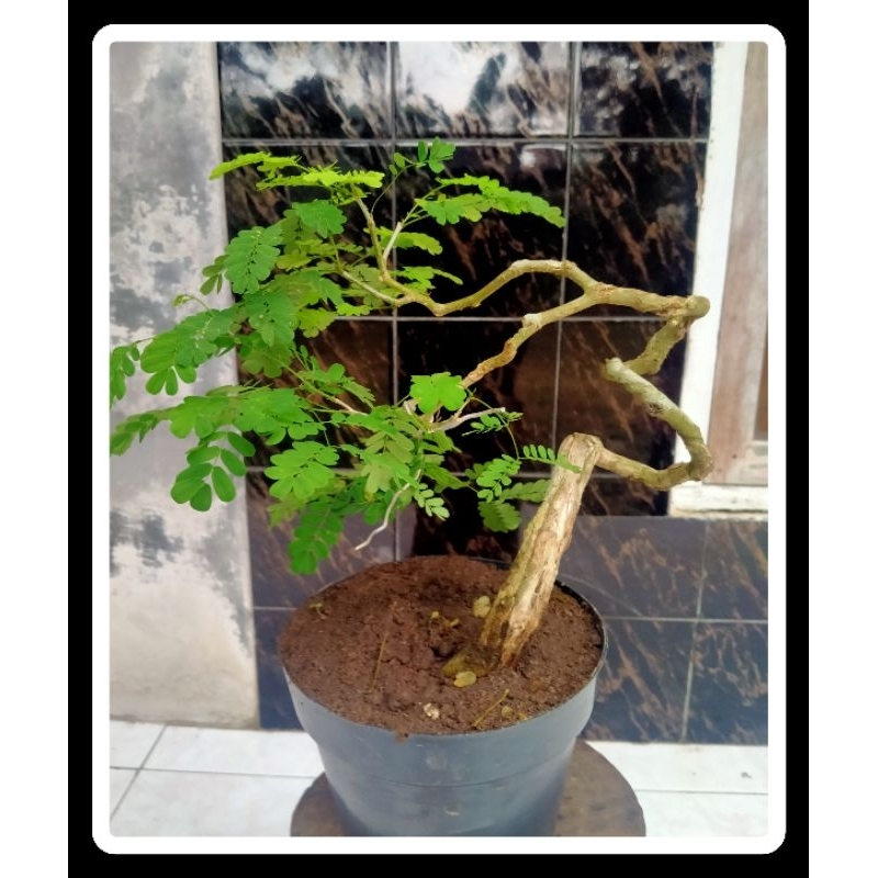Jual bonsai Brazilian rain tree sesuai gambar | Shopee Indonesia