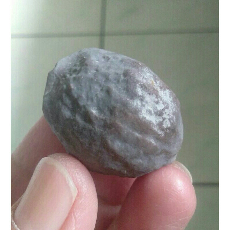 Jual Kemiri Adu Muncang Adu Jayanti Anak Si Sapi Ngapsul Simetris ...