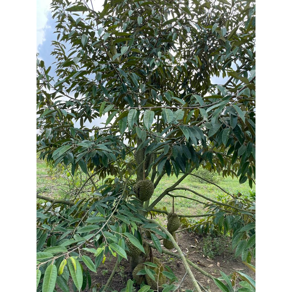 Jual Bibit / Pohon Durian Kane Kaki 3 Sangat Cepat Berbuah ( UNGGULAN ...