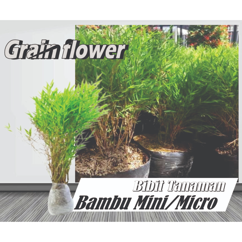 Jual Bibit Tanaman Bambu Micro/Bambu Mini | Shopee Indonesia