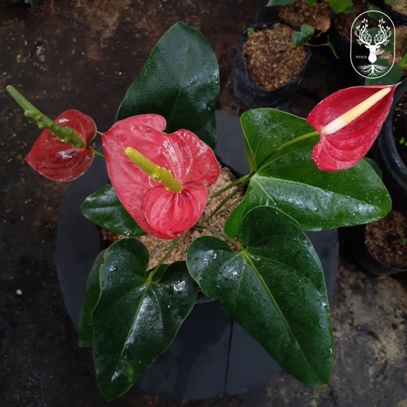 Jual ANTHURIUM BUNGA MERAH Tumpuk (Realpick) | Shopee Indonesia