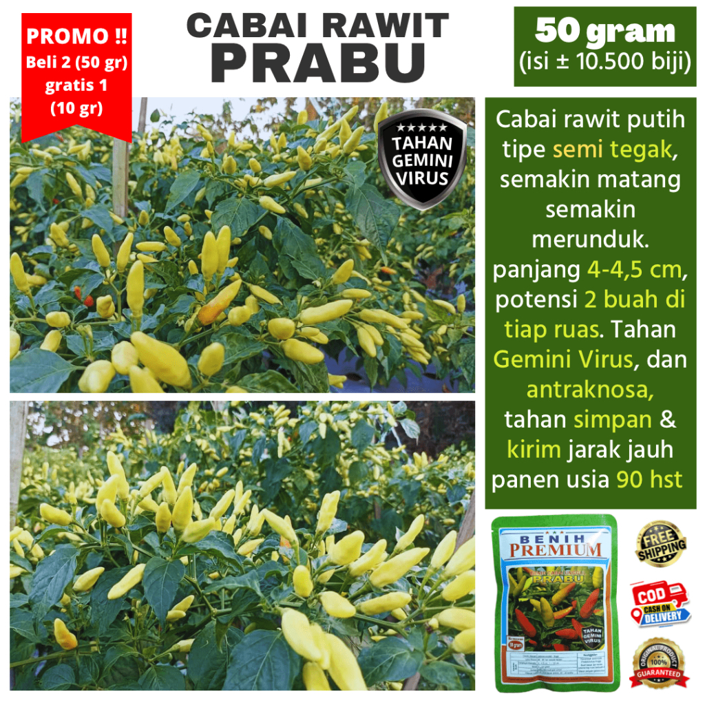 Jual (BELI 2 GRATIS 1) Benih Bibit Cabai Rawit PRABU Tahan Virus 50 ...