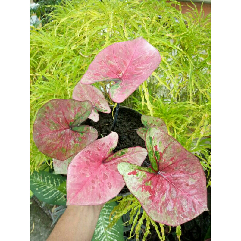 Jual Caladium/Keladi Raspberry Moon | Shopee Indonesia