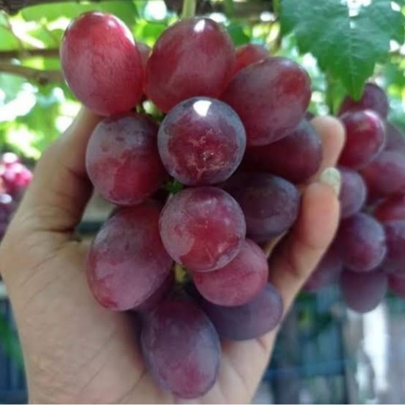 Jual Anggur Ninel Hasil Grafting Mudah Berbuah | Shopee Indonesia Jual Anggur Ninel Hasil Grafting Mudah Berbuah | Shopee Indonesia