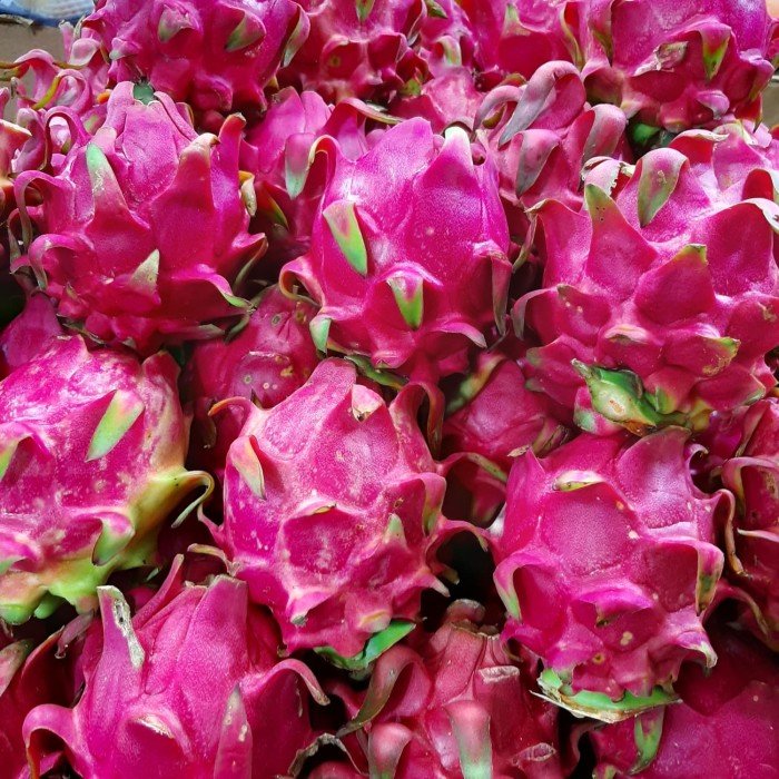 Jual buah naga putih | Shopee Indonesia