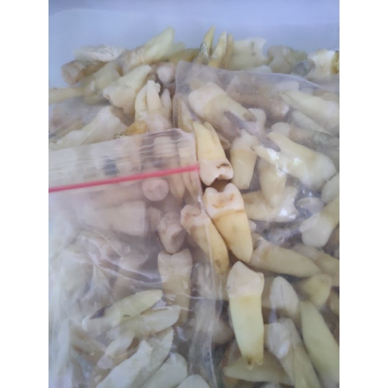 Jual Gigi Caninus Asli Praktikum Kedokteran Gigi | Shopee Indonesia