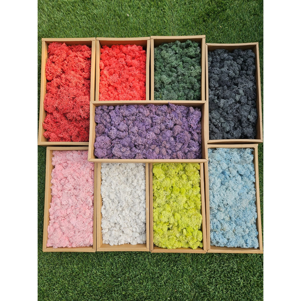 Jual Moss Box | Shopee Indonesia