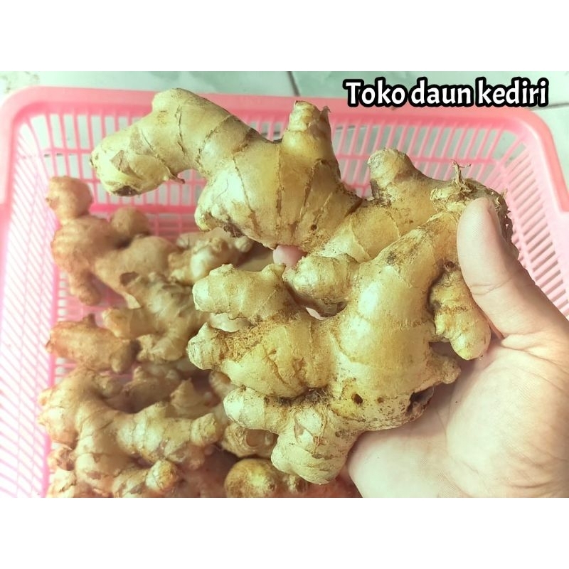 Jual Jahe gajah super besar pilihan 1kg | Shopee Indonesia