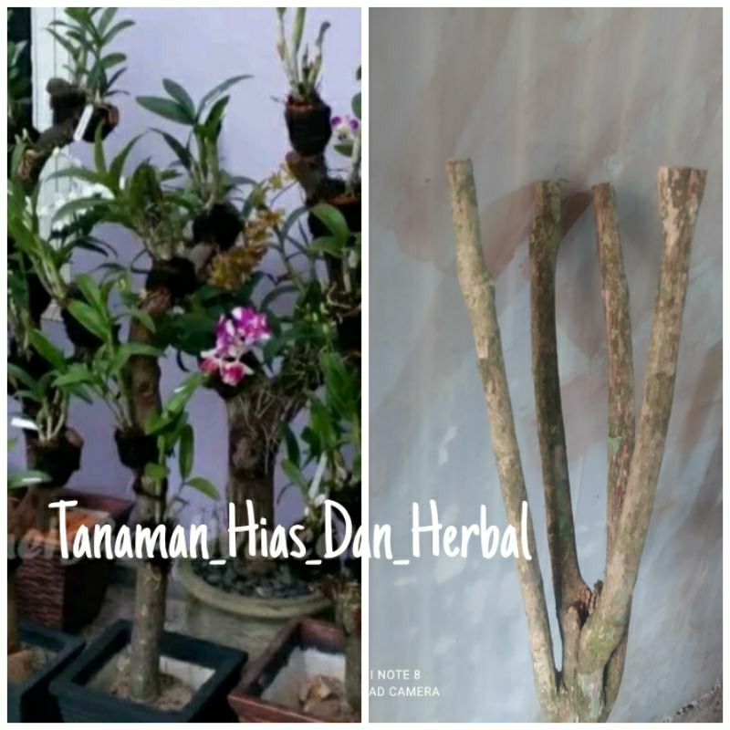 Jual Promo Kayu Kopi Cabang 4 Tinggi 1 Meter | Shopee Indonesia