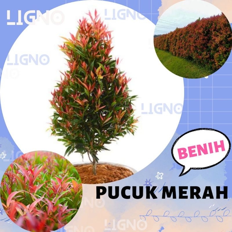Jual Benih PUCUK MERAH Biji Bibit Tanaman | Shopee Indonesia