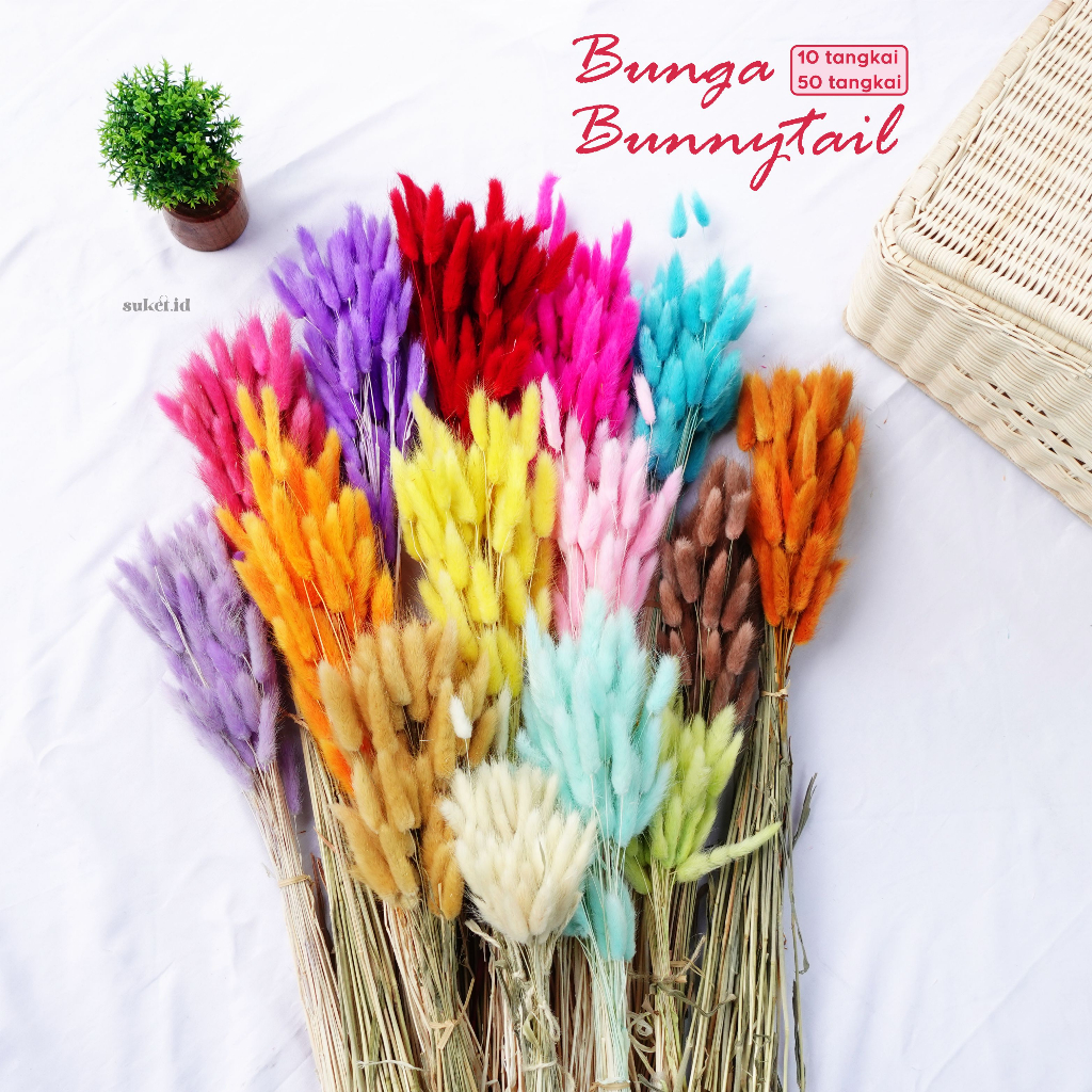 Jual BUNGA KERING LAGURUS BUNNY TAIL (bahan buket) bunga vas hiasan ...