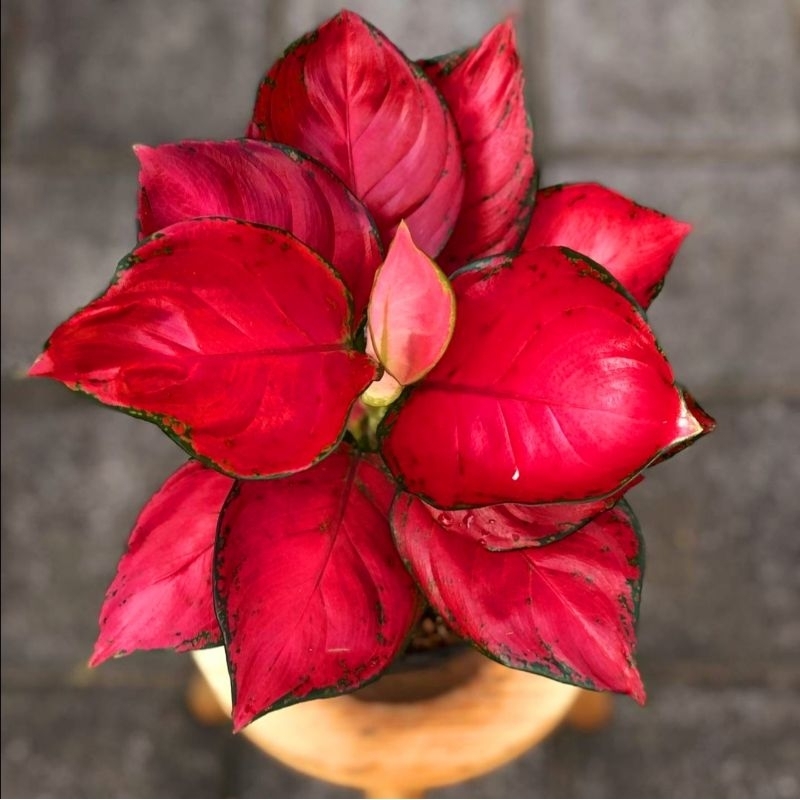 Jual Aglonema Suksom Jaipong Merah Pekat Roset/ Aglaonema Suksom ...