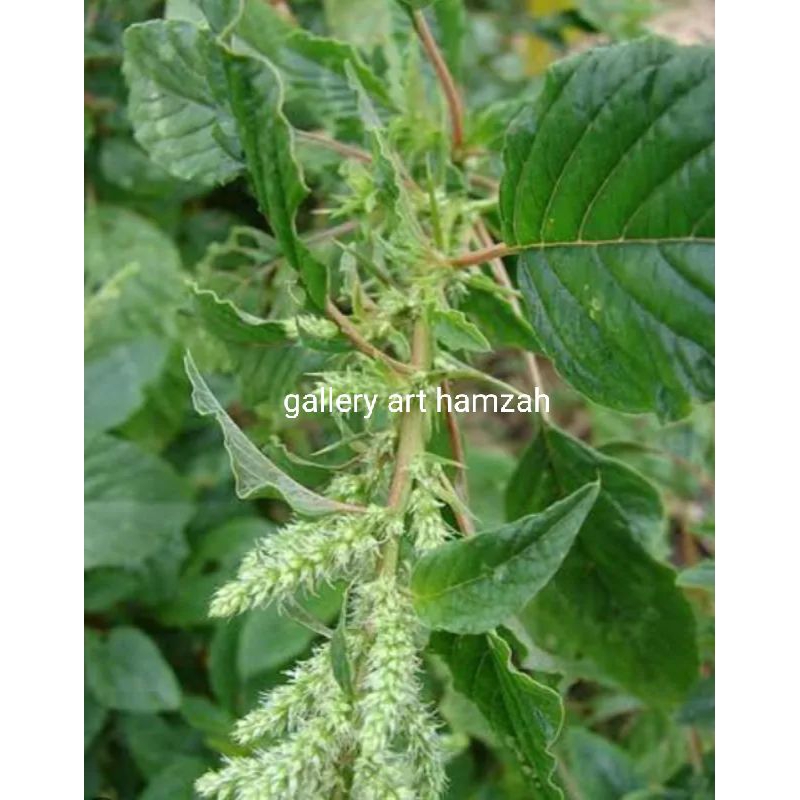 Jual bayam duri/daun bayam hutan sayur herbal | Shopee Indonesia