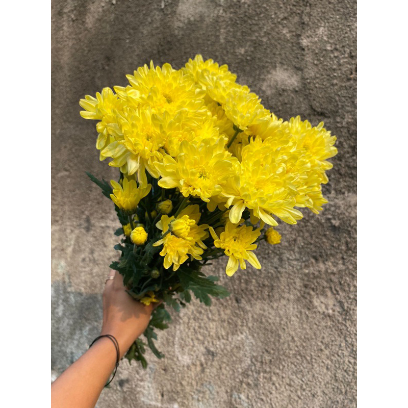 Jual Bunga aster jimla kuning segar | Shopee Indonesia