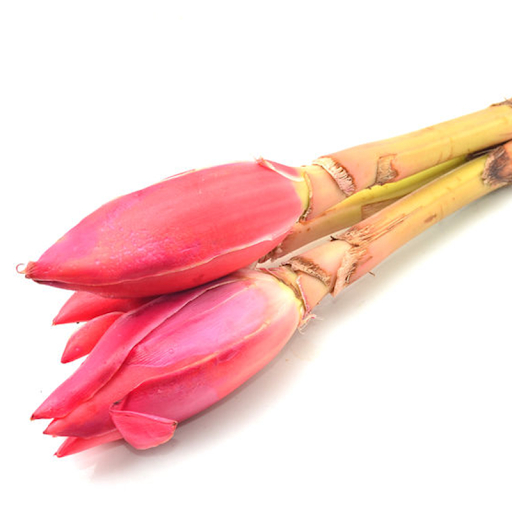 Jual kecombrang / honje 1 pcs | Shopee Indonesia