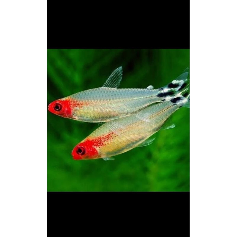 Jual ikan red nose tetra | Shopee Indonesia