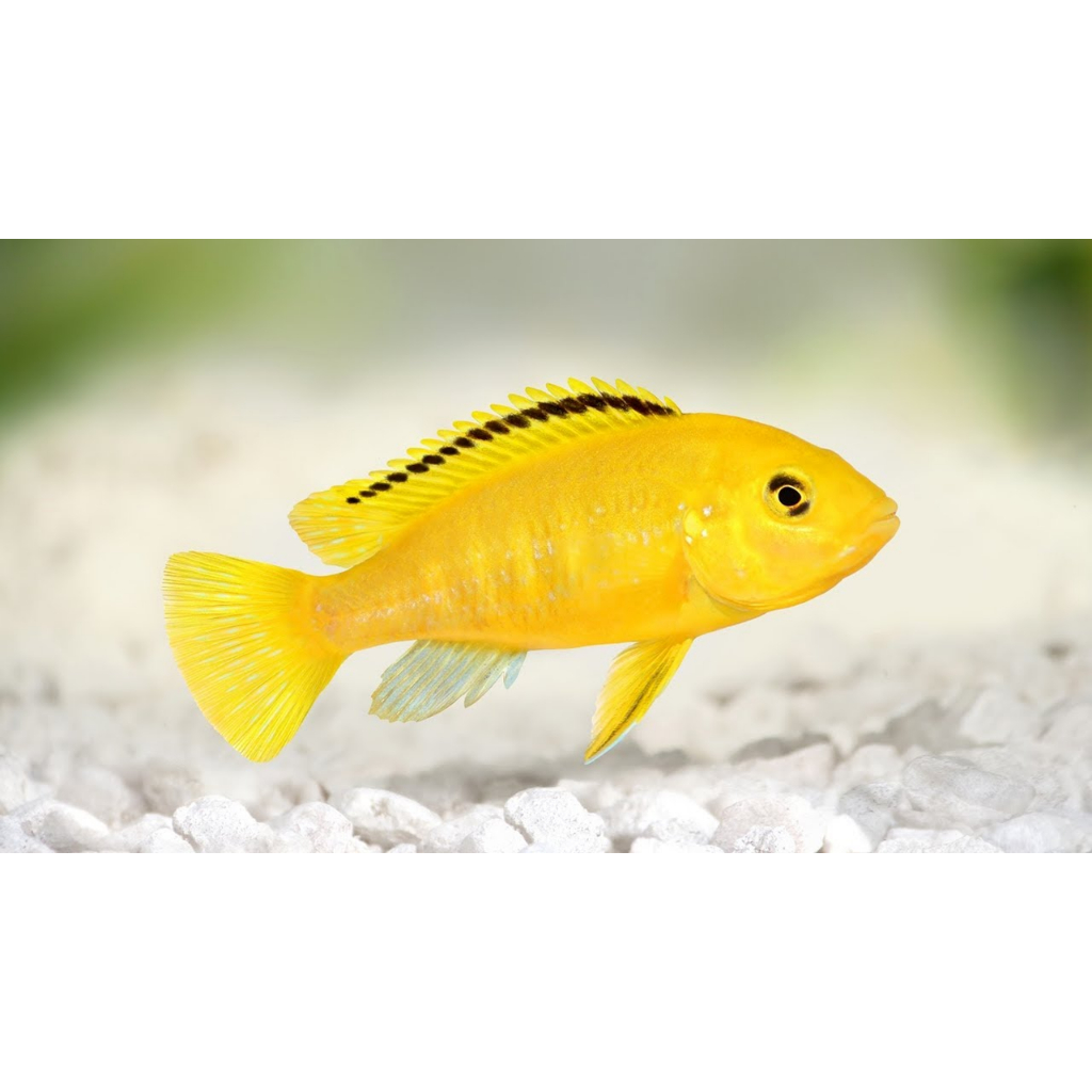 Jual Lemon Cichlid - Ikan Hias Aquarium KHUSUS GOJEK MEDAN | Shopee ...