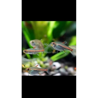 Jual Ikan Neon Terlengkap & Harga Terbaru April 2024 | Shopee Indonesia