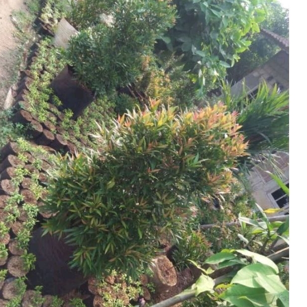 Jual pohon pucuk merah tinggi 1,3 sd 1,5 meter daun rimbun | Shopee ...