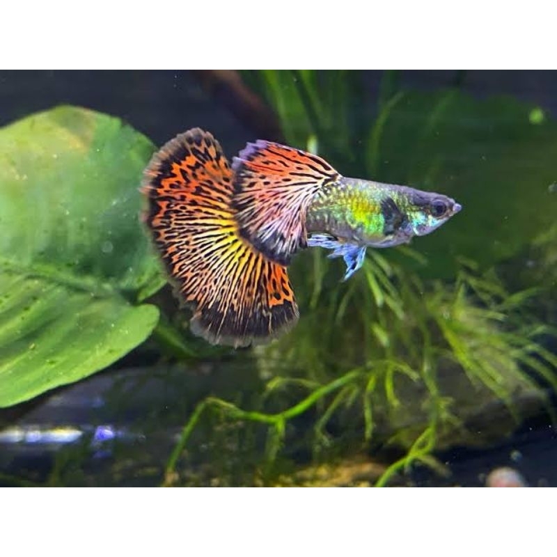 Jual Guppy Red Dragon | Shopee Indonesia