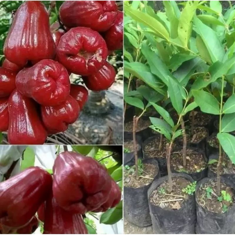 Jual Bibit Jambu Air Citra Manis Okulasi, Pohon Jambu Citra | Shopee ...