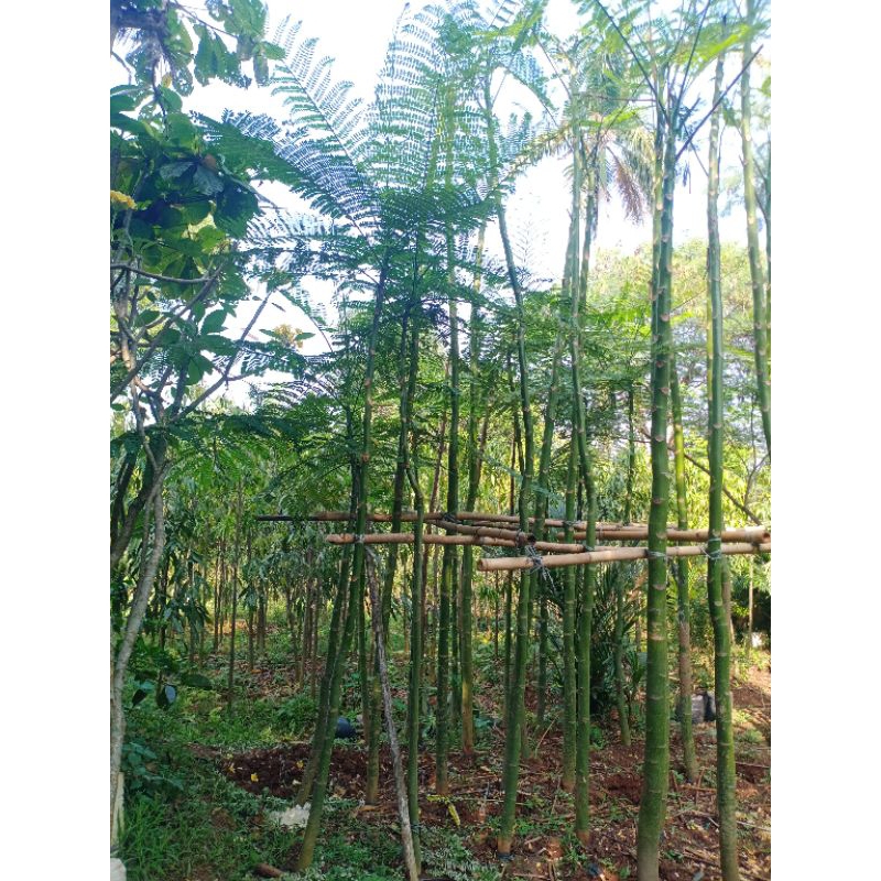Jual Pohon Solobium tinggi 3 meter - Tanaman Hias Solobium Tinggi 3 ...