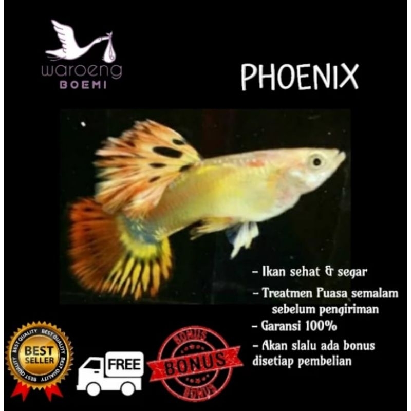 Jual packing styrofoam ikan guppy phoenix | Shopee Indonesia