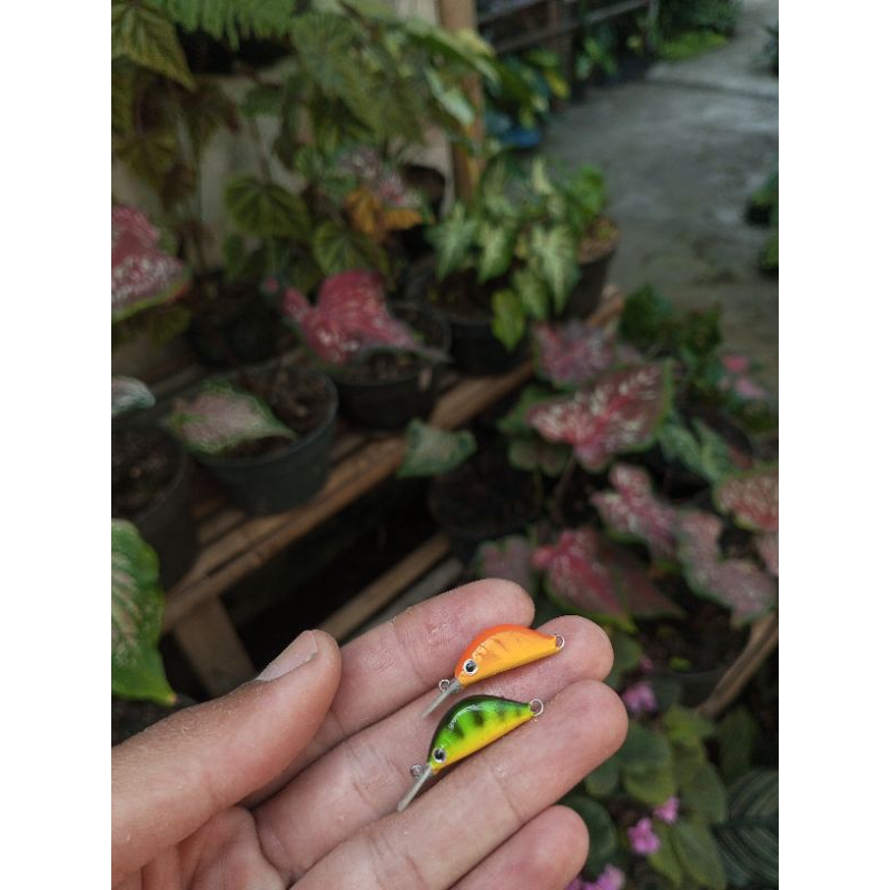 Jual minnow cetul 2cm NEW sudah termasuk Hook | Shopee Indonesia