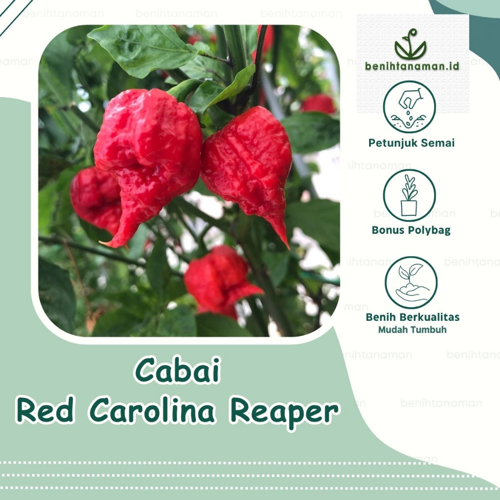 Jual 3 Biji - Benih Cabai Red Carolina Reaper | Shopee Indonesia