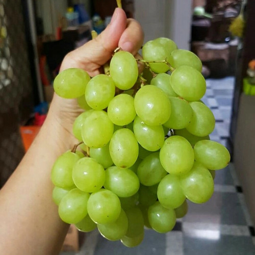 Jual Beli 1 Dapat 2 Bibit Anggur manis import jenis ninel, gozv, tamaki ... Jual Beli 1 Dapat 2 Bibit Anggur manis import jenis ninel, gozv, tamaki ...