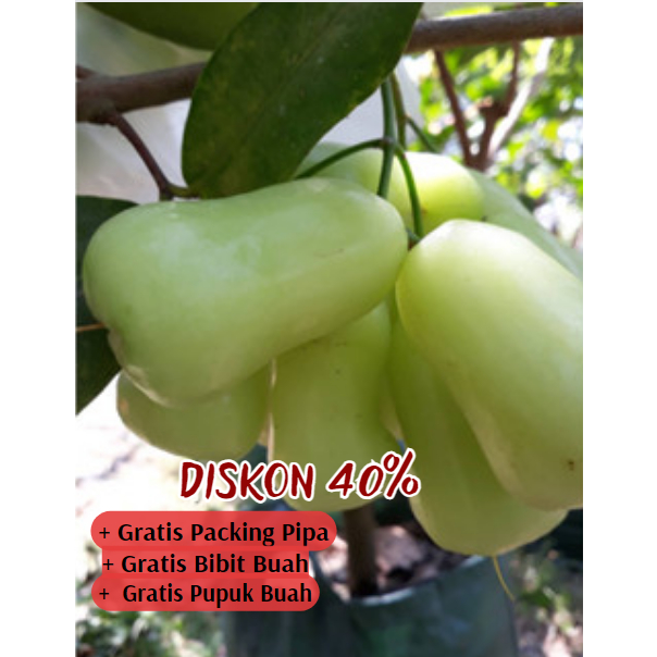 Jual Bibit Jambu Madu Deli Hijau Cepat Berbuah, Super Manis | UNGGULAN ...