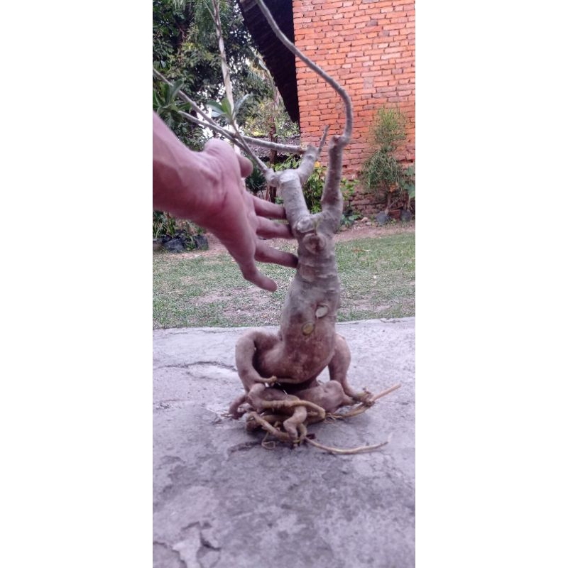 Jual Bahan Bonsai Adenium Unik Bonsai Adenium Berkarakter Sesuai