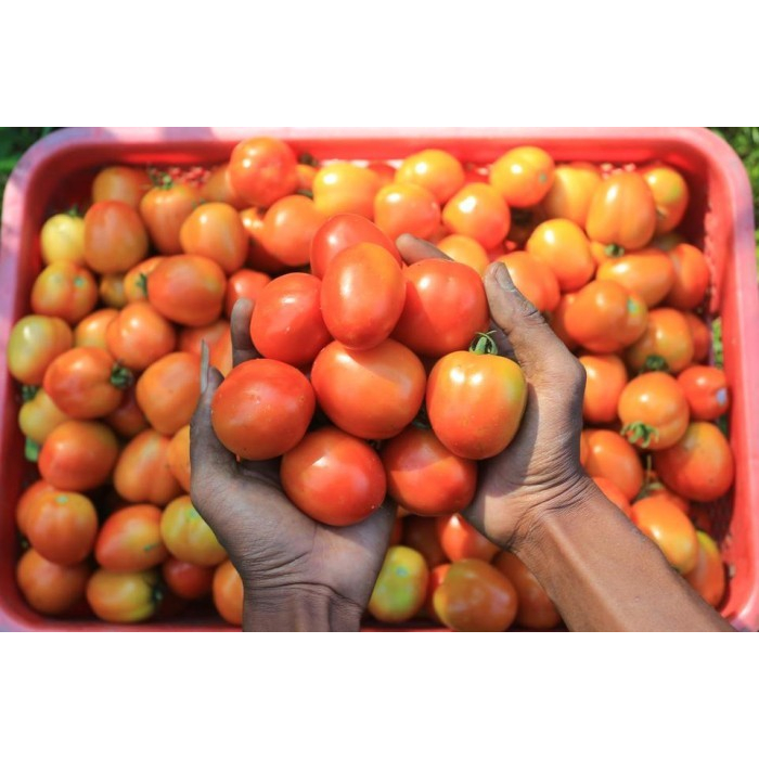 Jual Tomat Merah Besar Fresh Segar 1kg | Shopee Indonesia