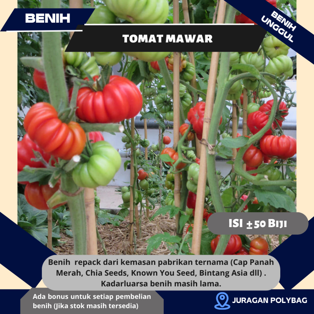 Jual 50 biji - Benih tomat mawar tomat keriting terbaik | Shopee Indonesia