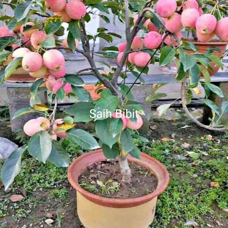 Jual BIBIT APEL FUJI CANGKOK (CEPAT BERBUAH)BISA DI TARUH POT | Shopee ...