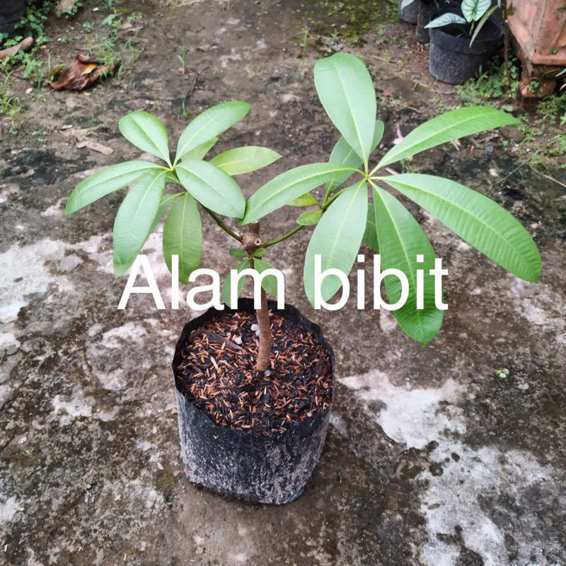 Jual BIBIT TANAMAN PULE SUPER(beli 5 gratis 1) | Shopee Indonesia