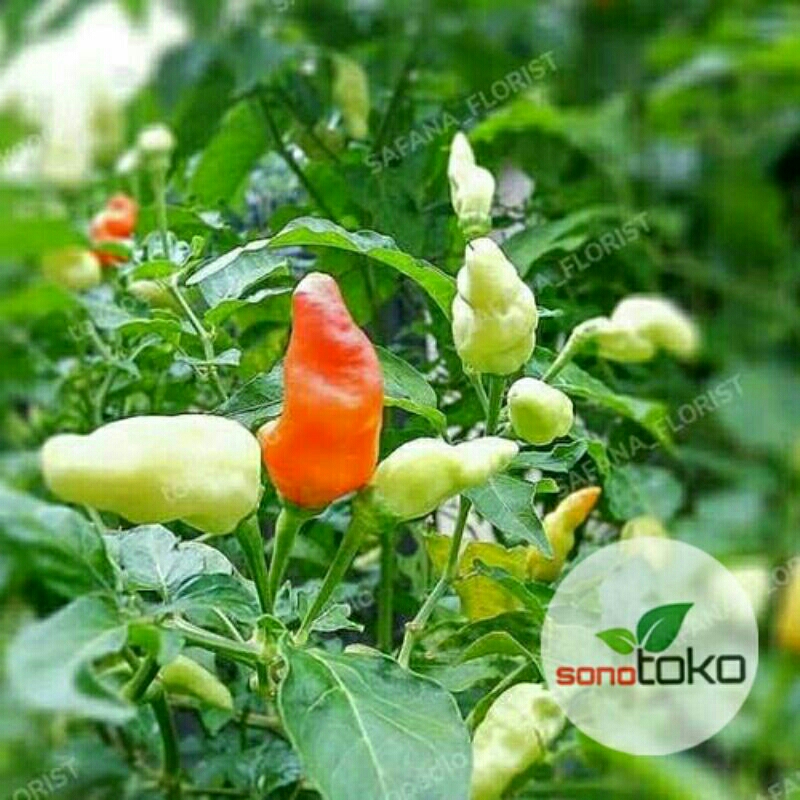 Jual Tanaman Pohon Cabai putih/ cengek domba | Shopee Indonesia