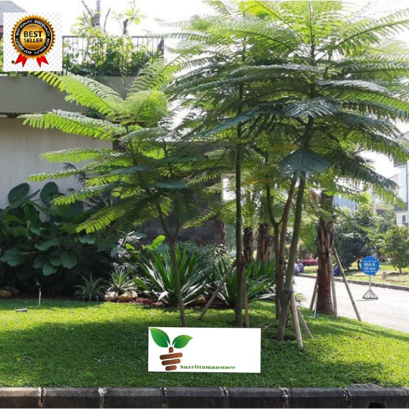 Jual tanaman solobium pakis brazil tinggi 2meter schizolobium parahyba ...