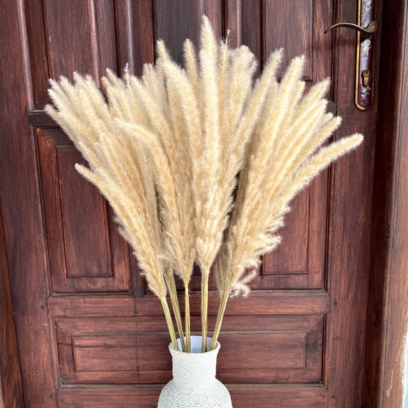Jual Bunga pampas ilalang putih/pampasbulu woolll isi 10tangkai ...