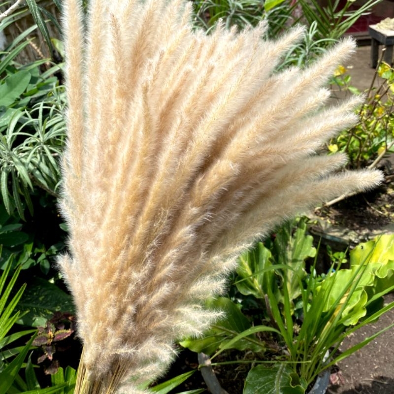 Jual Bunga pampas ilalang putih/pampasbulu woolll isi 10tangkai ...